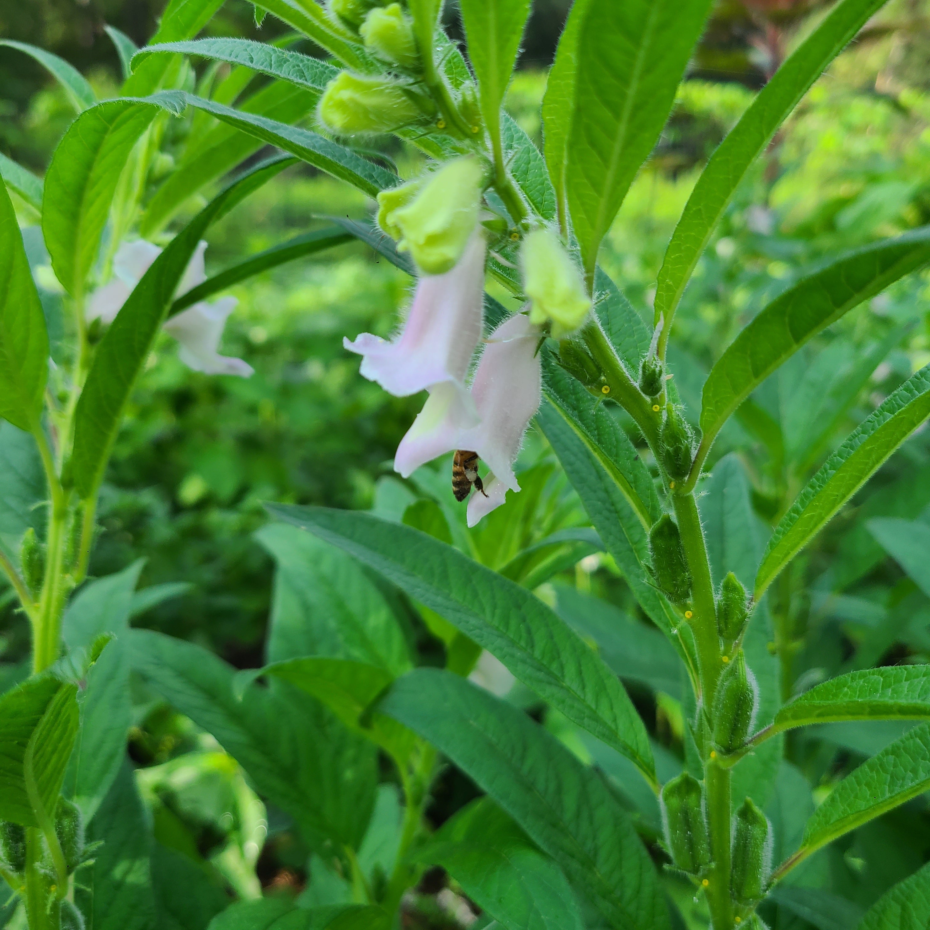 Sesame – Going to Seed