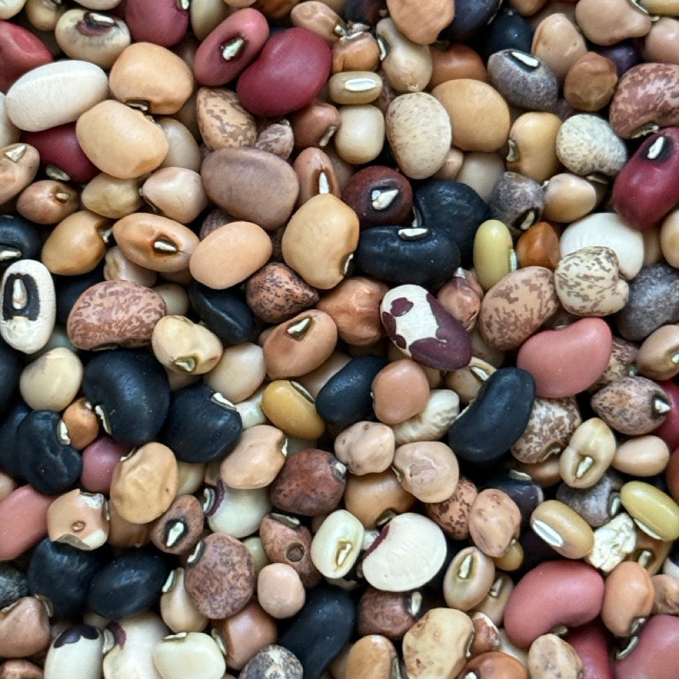Vigna – Going to Seed