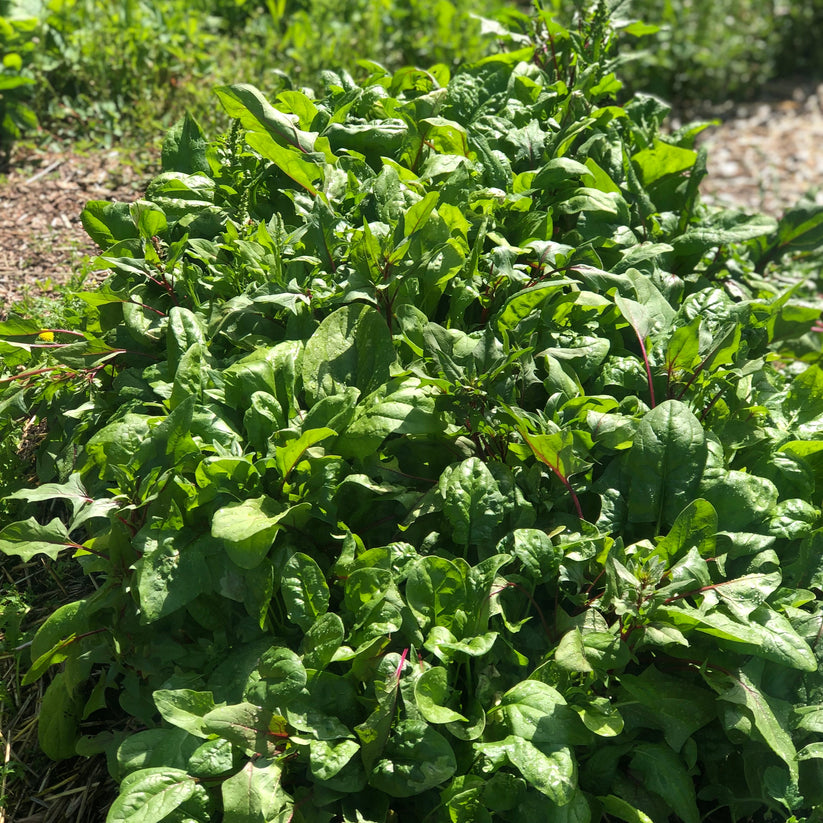 Spinach – Going to Seed
