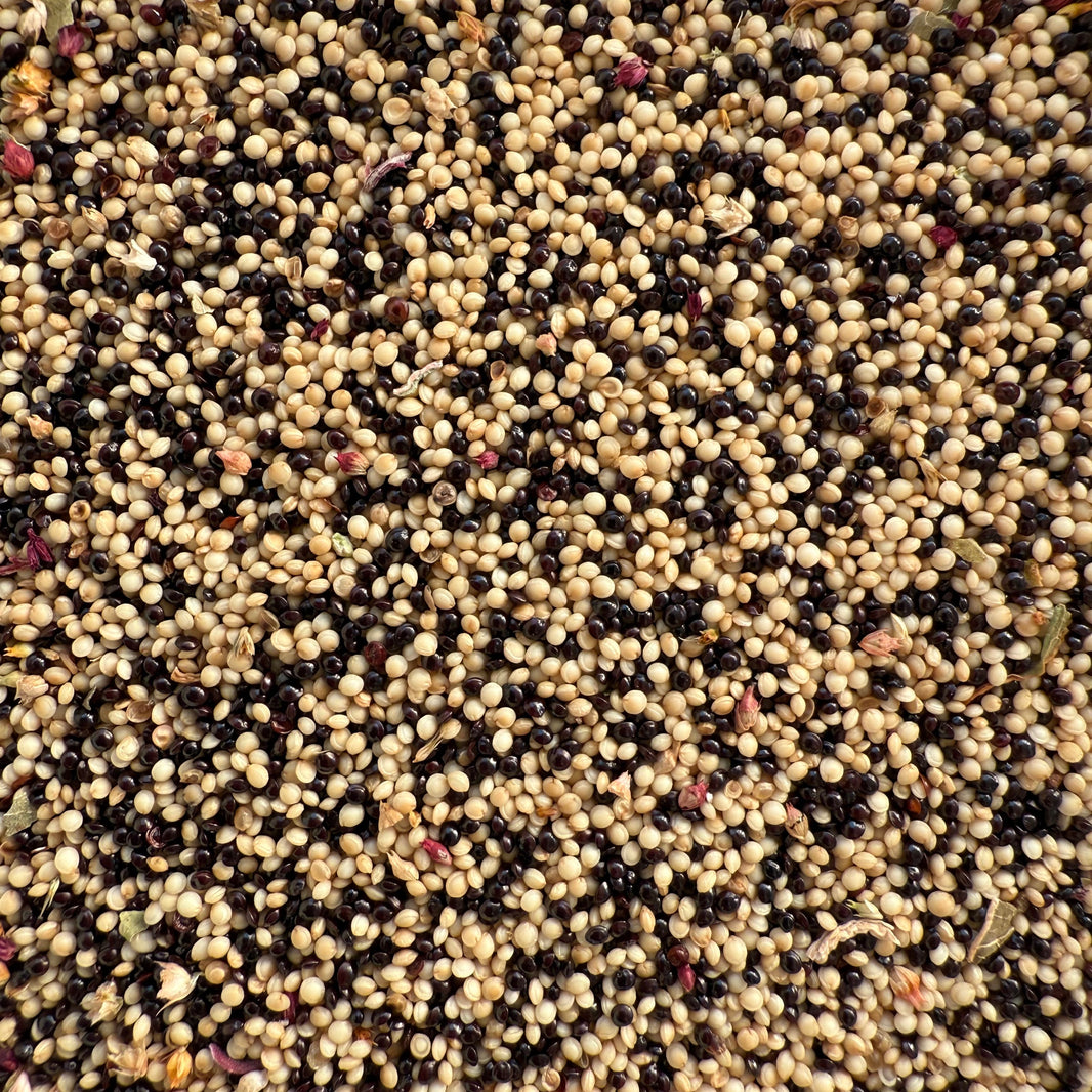 2026 US Seed Collection – Going to Seed
