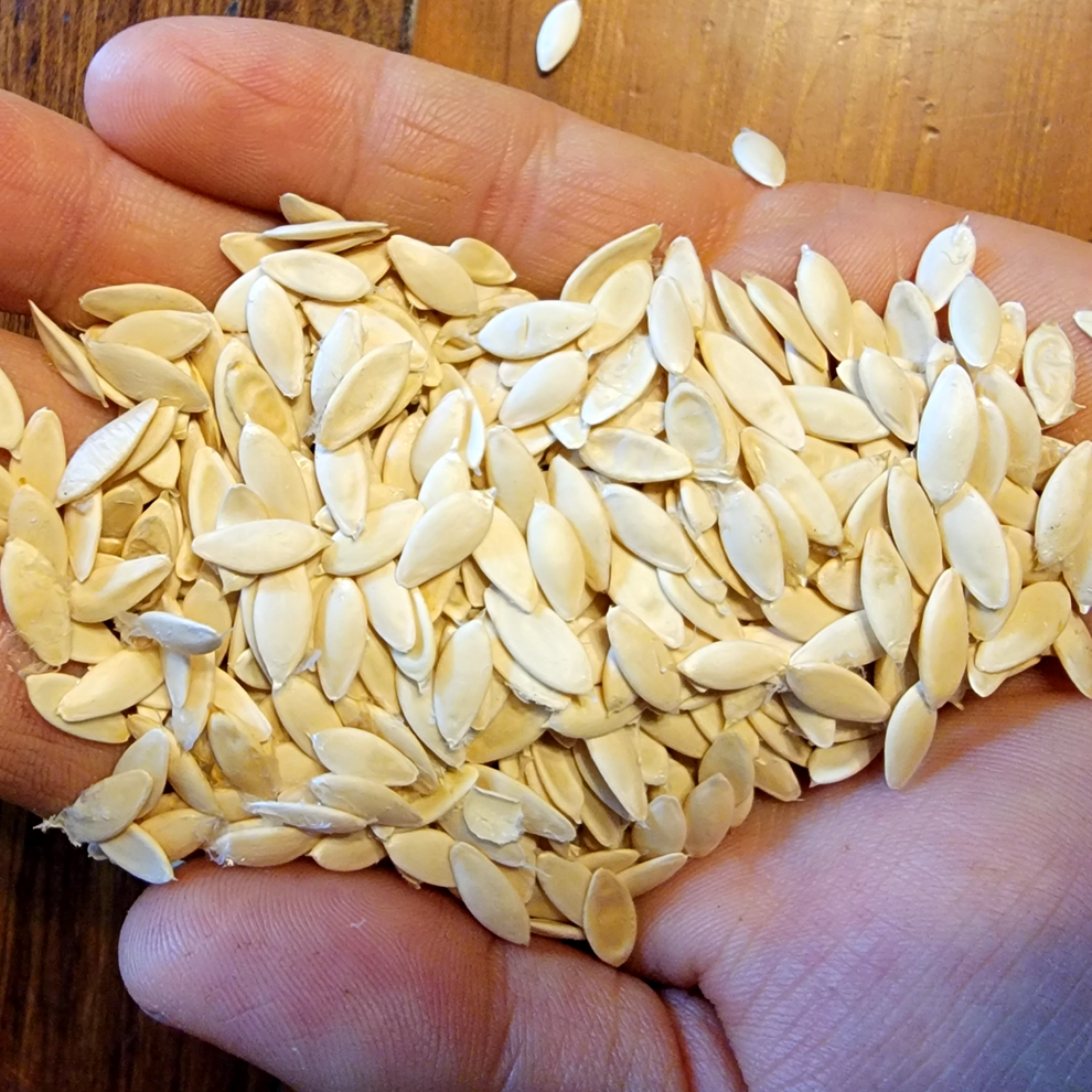 Cucumber – Going to Seed