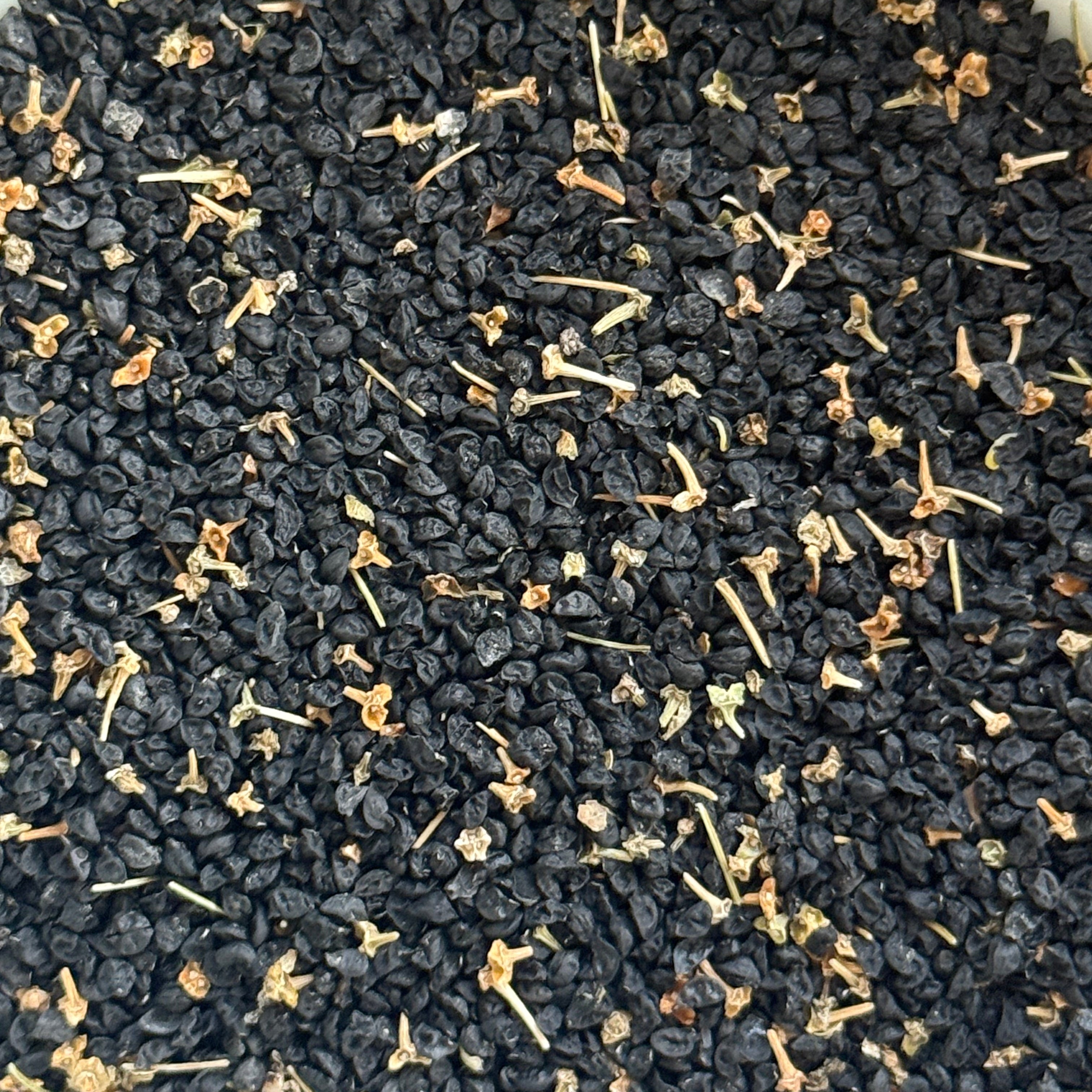 Leek – Going to Seed