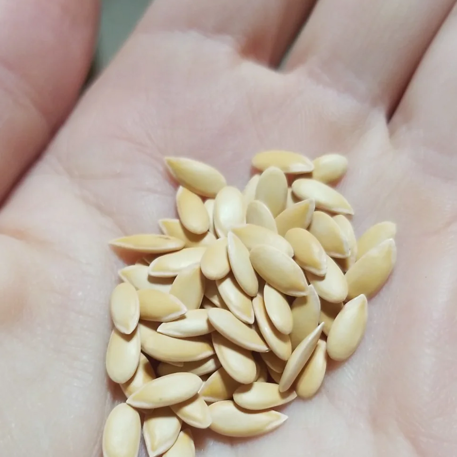 2025 US Seed Collection – Going to Seed