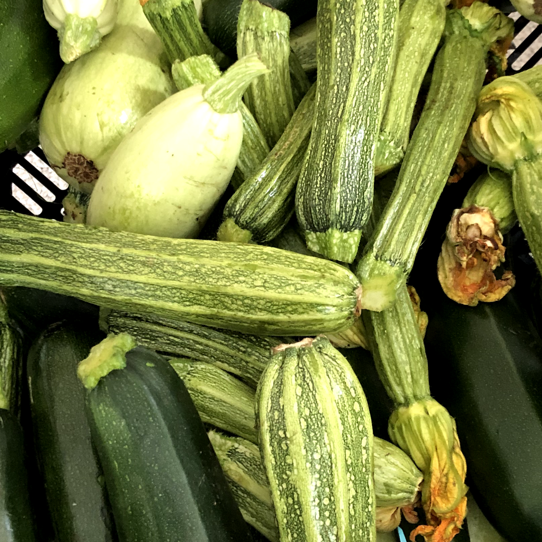 Squash - Pepo – Going to Seed