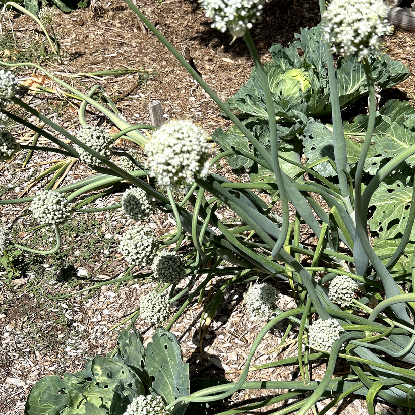 Onion – Going to Seed