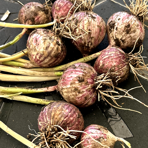 Onion – Going to Seed